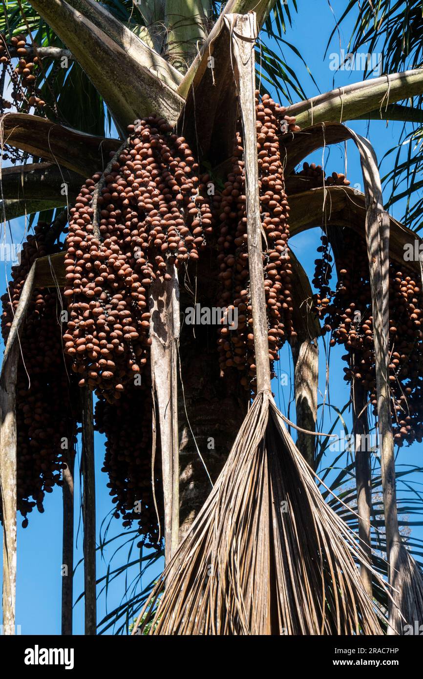 Moriche palm (mauritia flexuosa).Peruvian jungle,amazonian,Tingo Maria ...