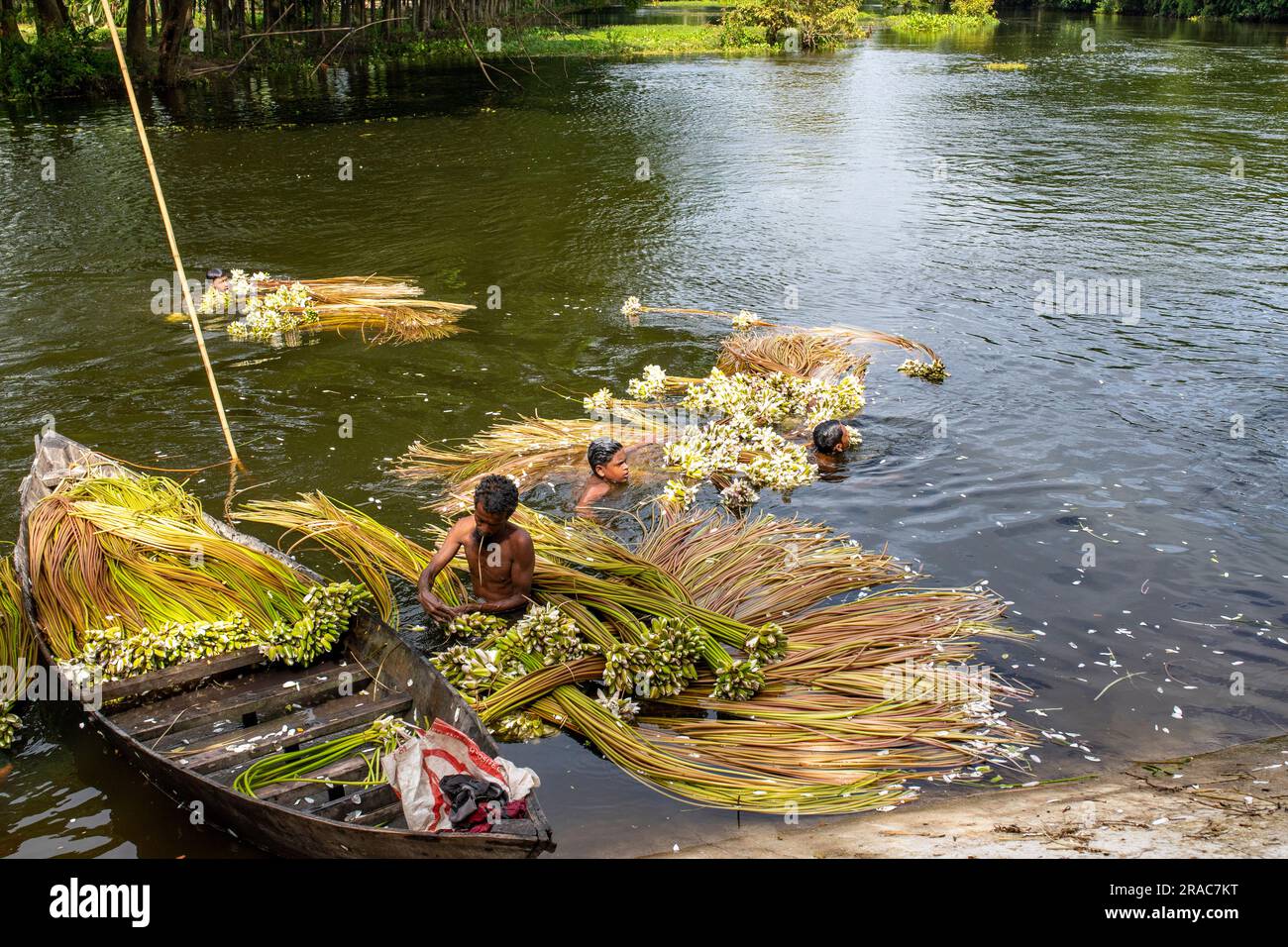 Farmers washing stalks of water lilies picked from Char Nimtolar Beel ...