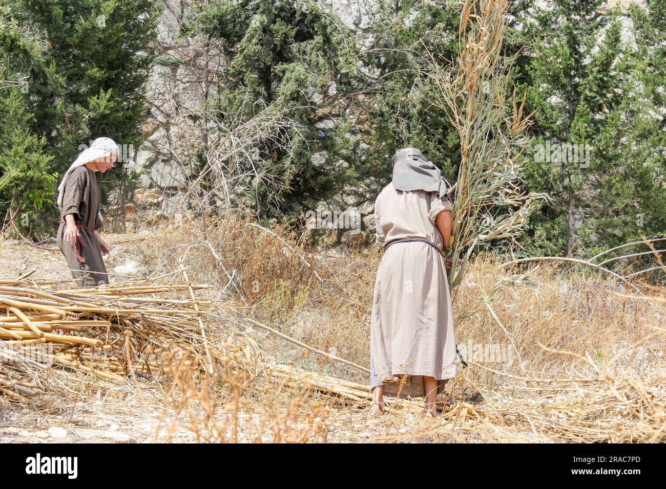 Two reenactors portray first century Israelites in a field harvesting ...