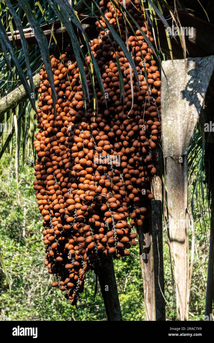 Moriche palm (mauritia flexuosa).Peruvian jungle,amazonian,Tingo Maria ...