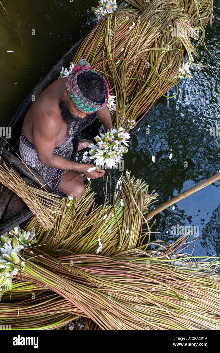 A farmer piles up water lilies on the bank of Char Nimtolar Beel in ...