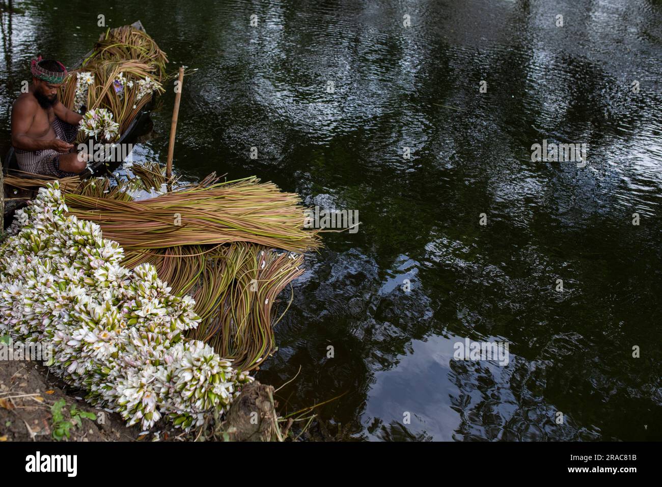 A farmer piles up water lilies on the bank of Char Nimtolar Beel in ...