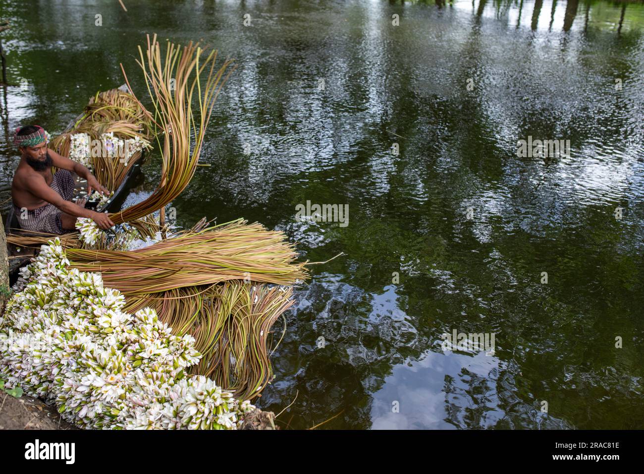 A farmer piles up water lilies on the bank of Char Nimtolar Beel in ...