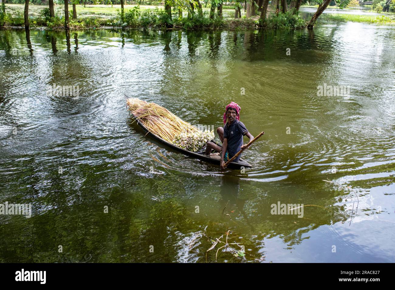 Farmers rowing boat loaded with stalks of water lilies picked from Char ...