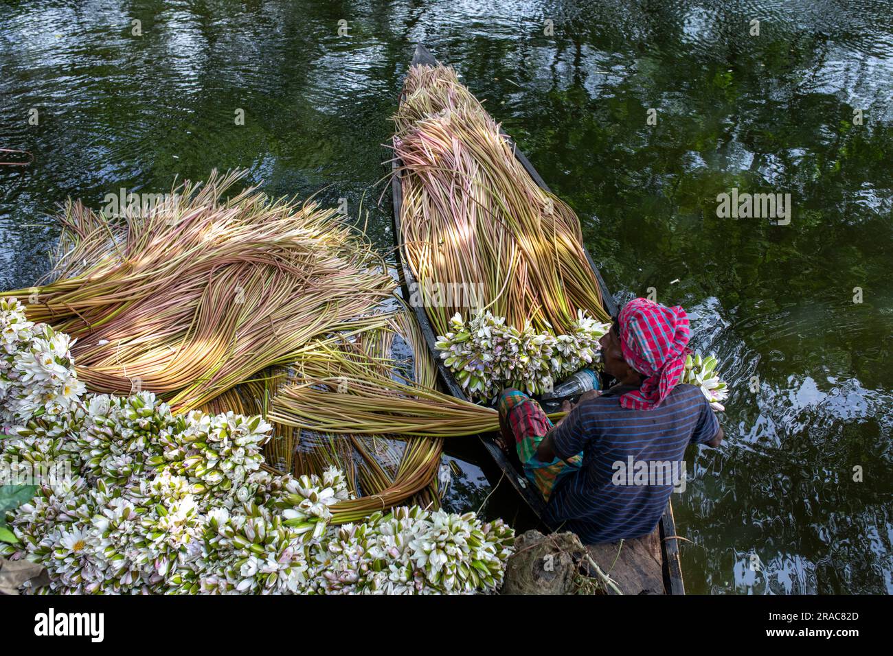 A farmer piles up water lilies on the bank of Char Nimtolar Beel in ...