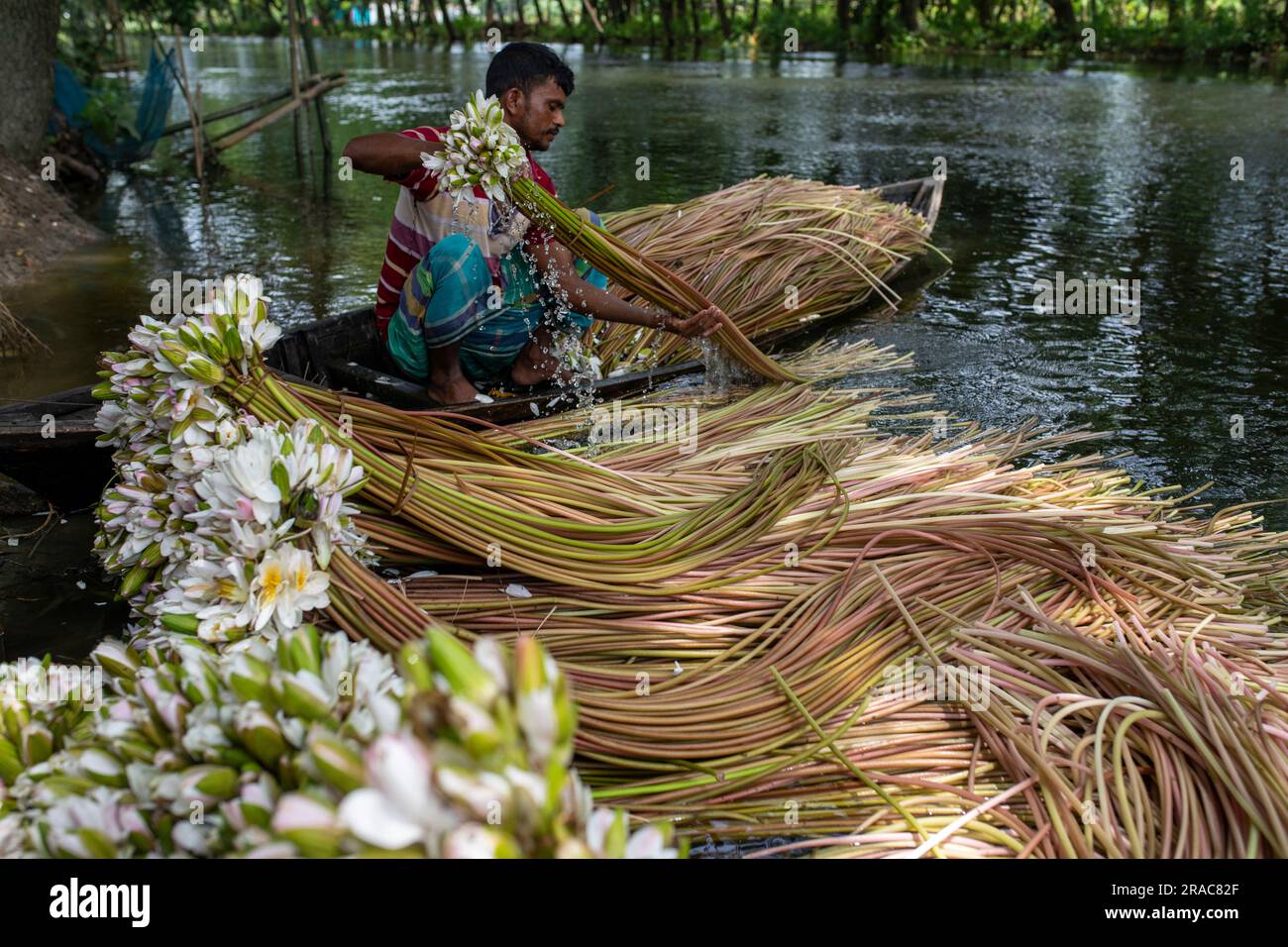 A farmer piles up water lilies on the bank of Char Nimtolar Beel in ...