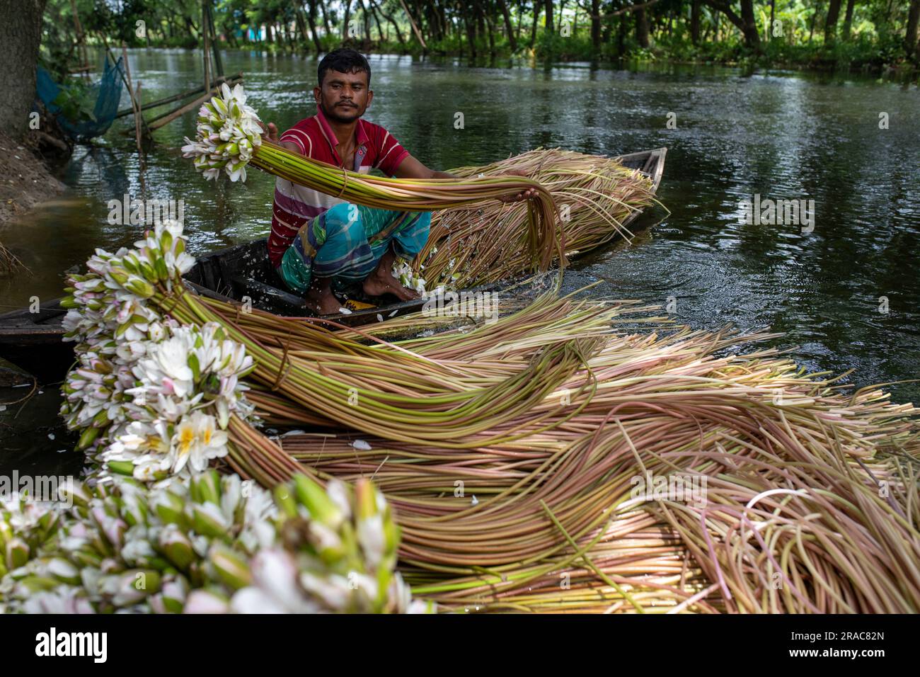 A farmer piles up water lilies on the bank of Char Nimtolar Beel in ...