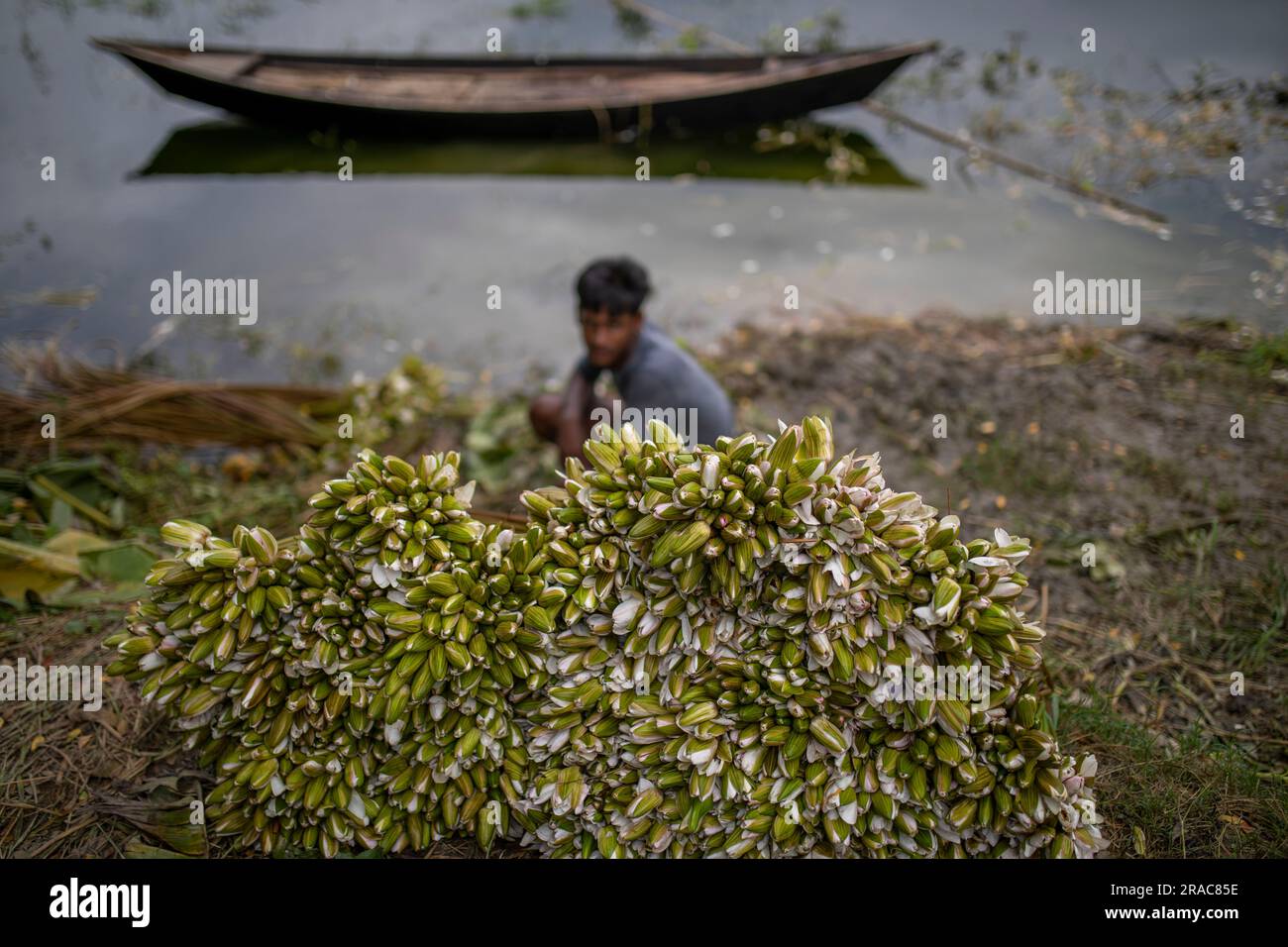 A farmer piles up water lilies on the bank of Char Nimtolar Beel in ...