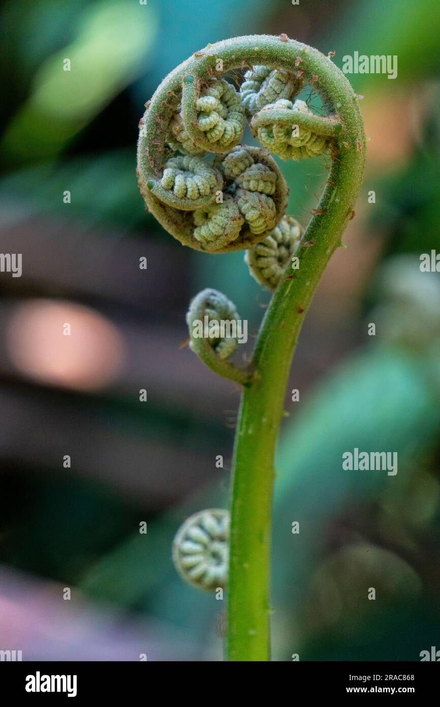 Pteridium aquilinum (eagle fern) in the amazonian forest,Perú Stock ...