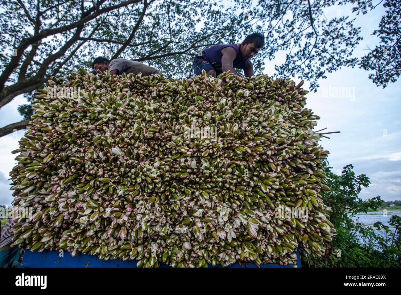 Sada sapla ful hi-res stock photography and images - Alamy