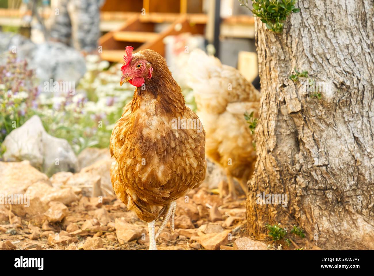 Happy hen in the organic chicken farm Eco farming. A close up look of ...