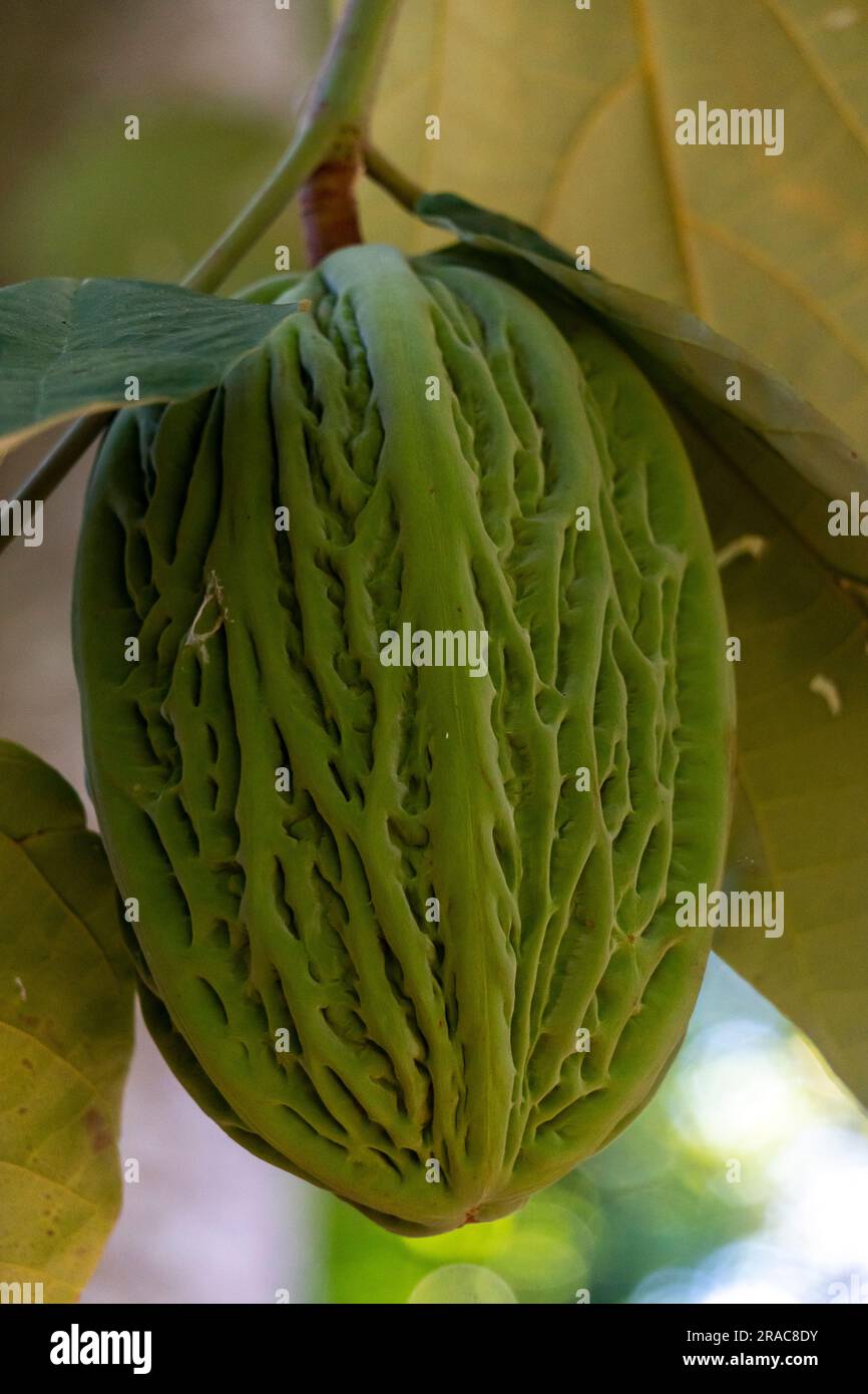 Macambo fruit (theobroma bicolor) in the peruvian amazon,Tingo Maria,Huanuco,Peru Stock Photo ...