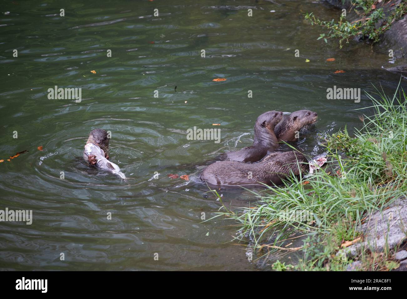 An otter busy feeding a big fish while the other otters is looking away ...