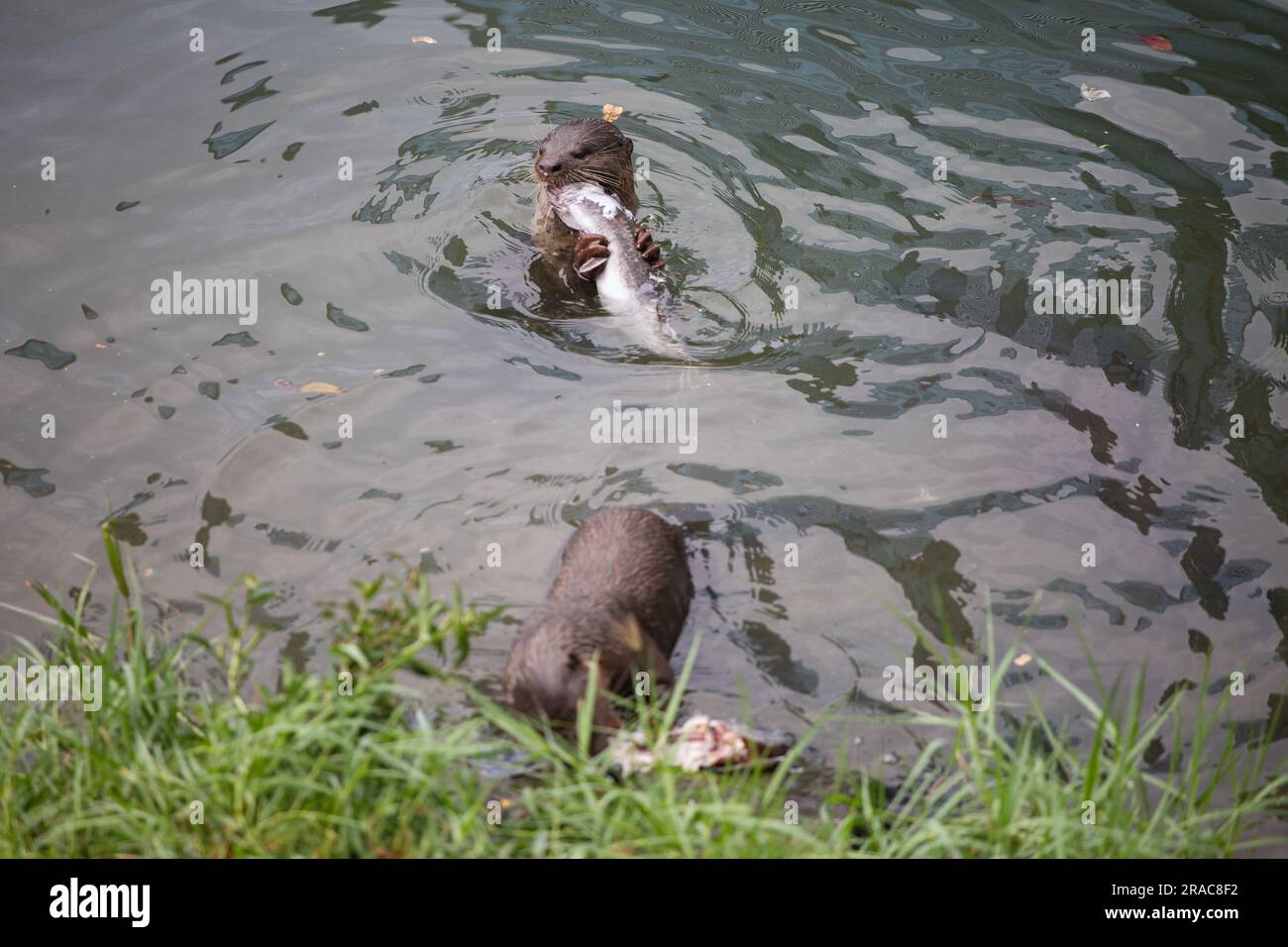 An otter facing the camera is biting off the fish while the other otter ...