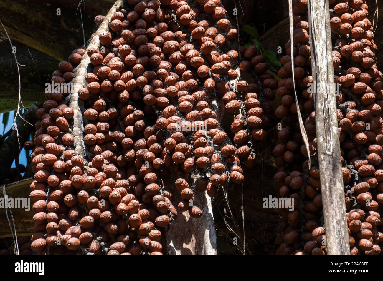 Moriche palm (mauritia flexuosa).Peruvian jungle,amazonian,Tingo Maria ...