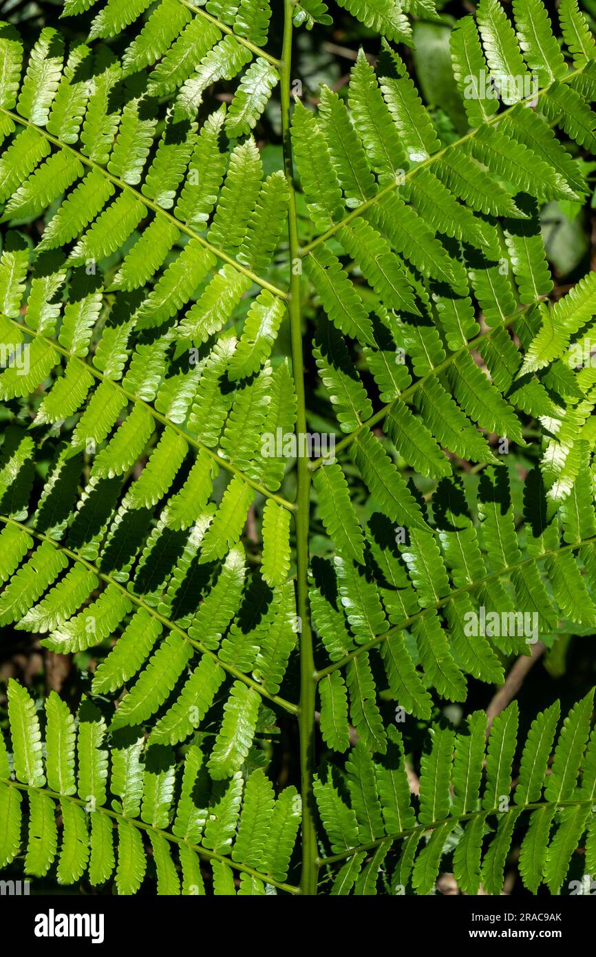 Pteridium aquilinum (eagle fern) in the amazonian forest,Perú Stock ...