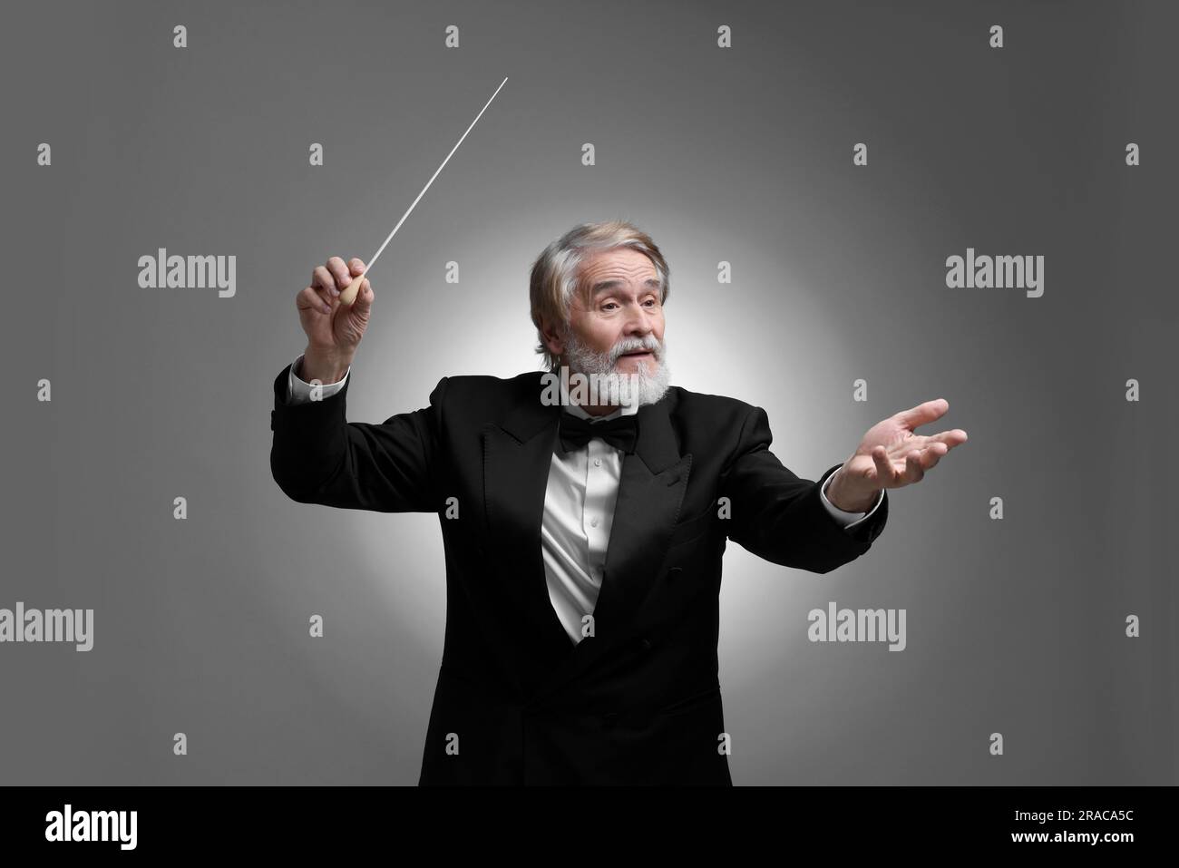 Professional conductor with baton on grey background Stock Photo - Alamy