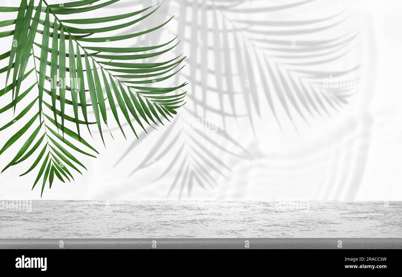 Tropical leaves over grey table casting shadow on white wall with ...