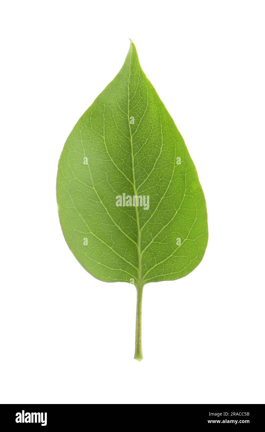 One green leaf lilac Cut Out Stock Images & Pictures - Alamy