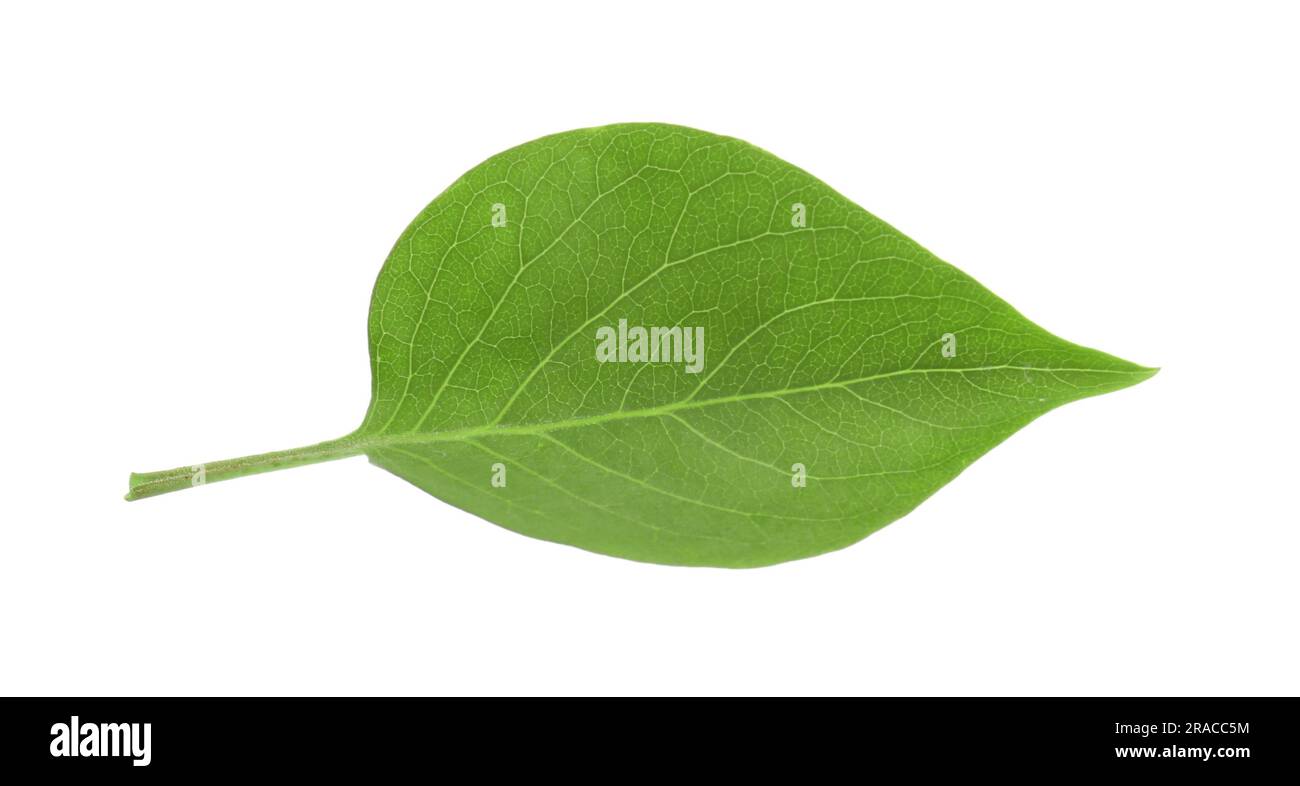 One green leaf lilac Cut Out Stock Images & Pictures - Alamy