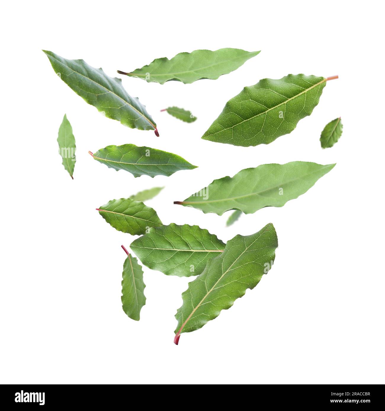 Fresh bay leaves falling on white background Stock Photo - Alamy