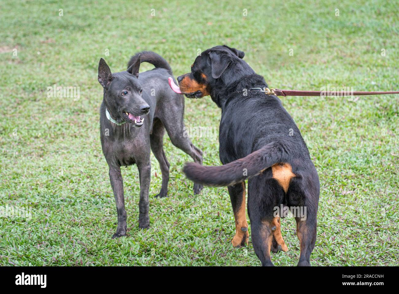 Two dogs greeting each other at the field. Dog social concept Stock ...