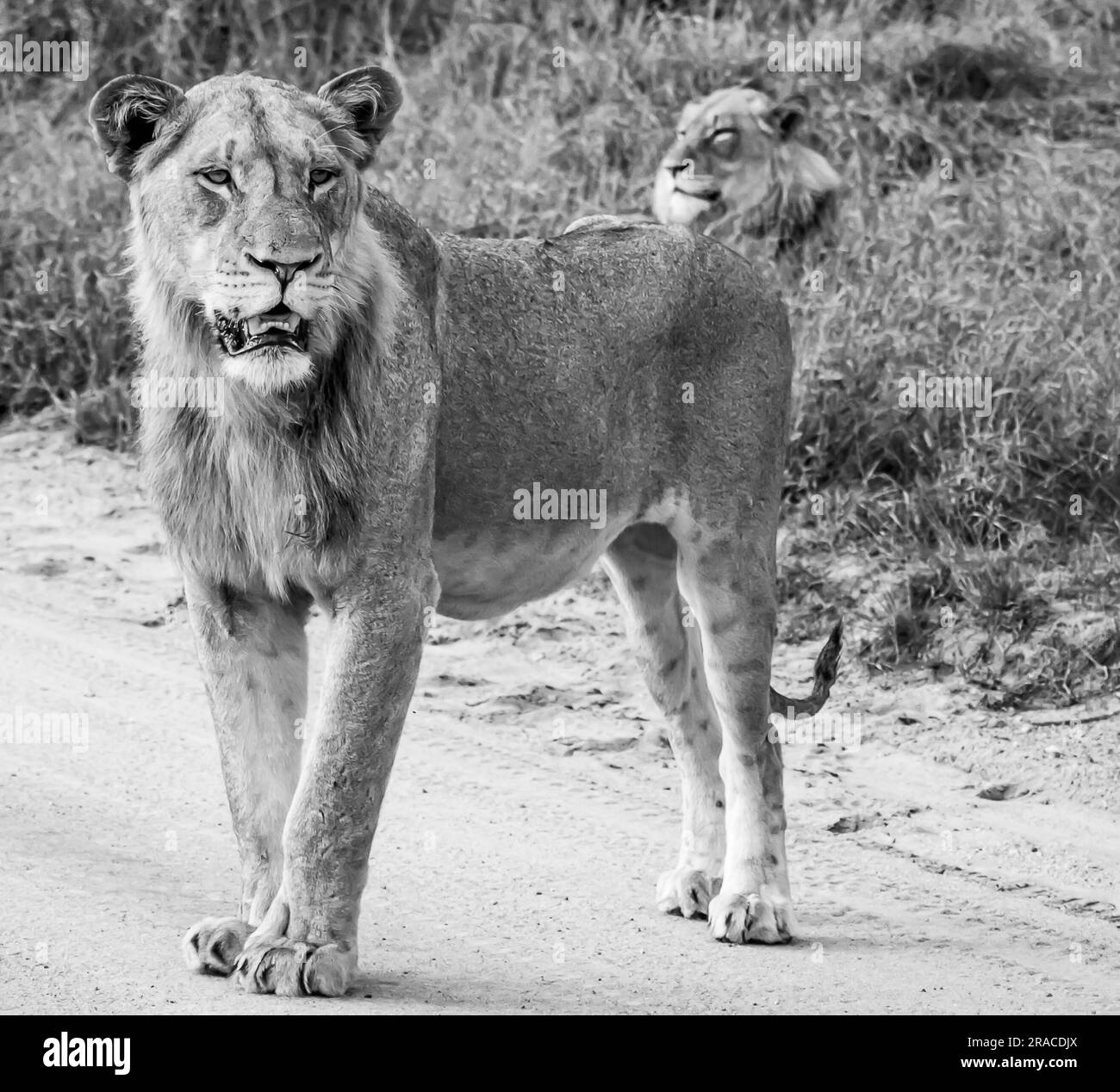 Kruger white lion hi-res stock photography and images - Alamy