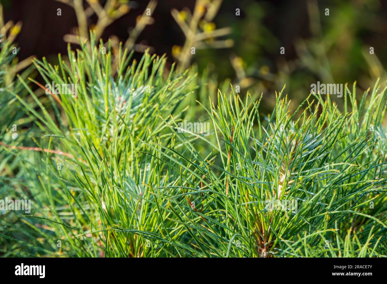 Young shoots of a pine tree in dew close-up. Mount Carmel at sunrise ...