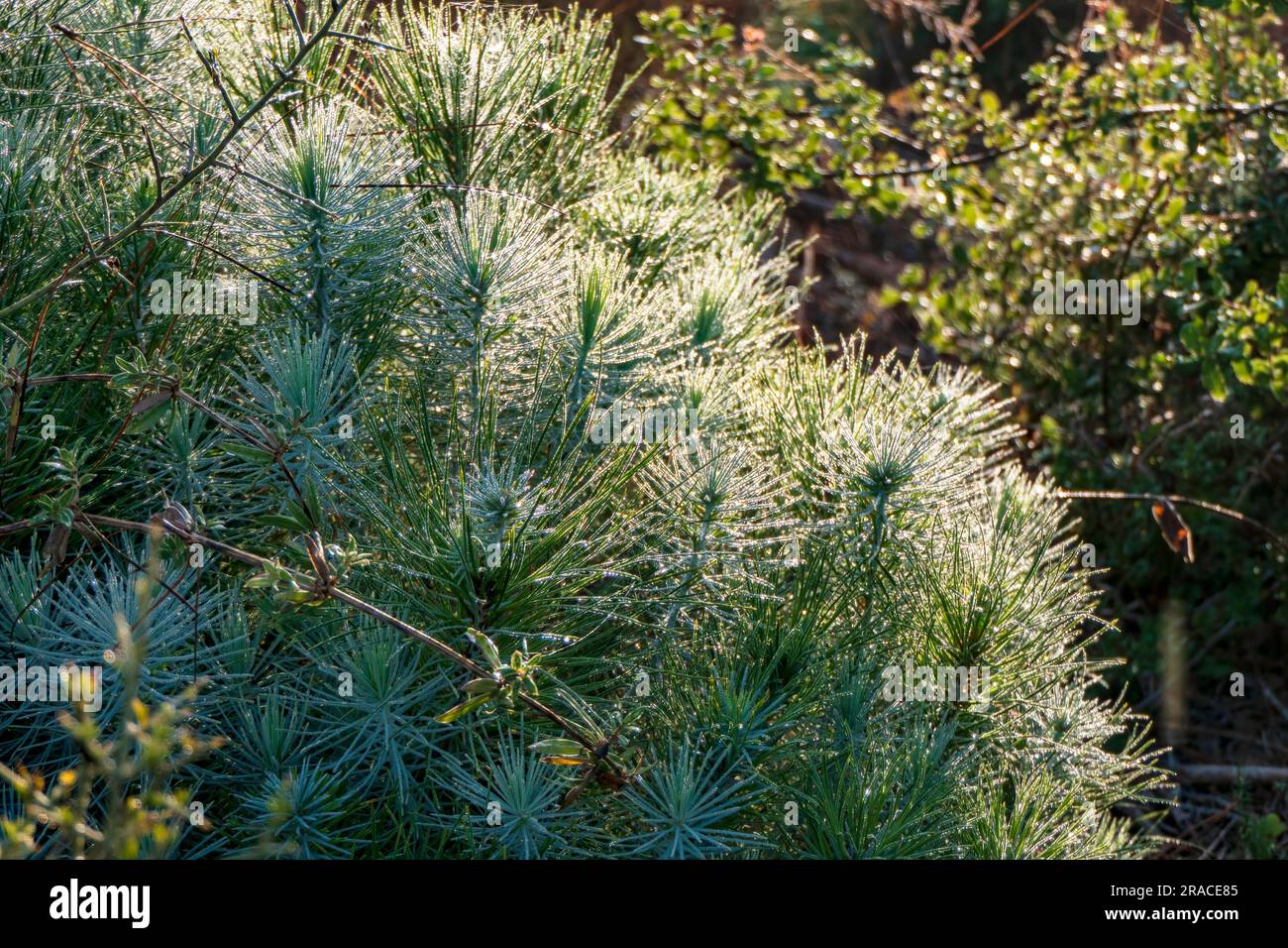 Israel pine trees in forest hi-res stock photography and images - Alamy