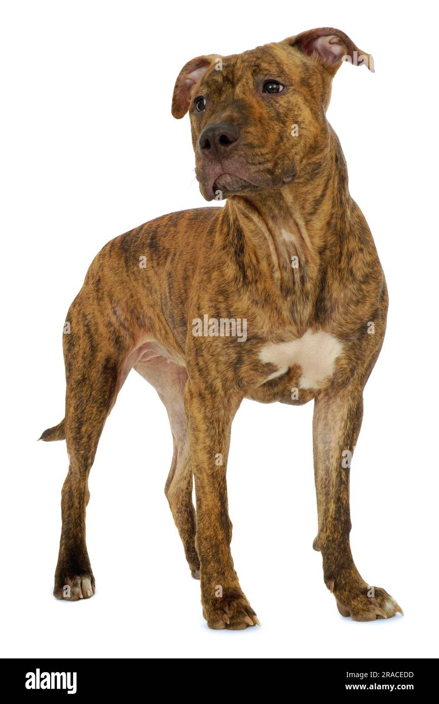 Staffordshire terrier dog standing on a clean white background Stock ...