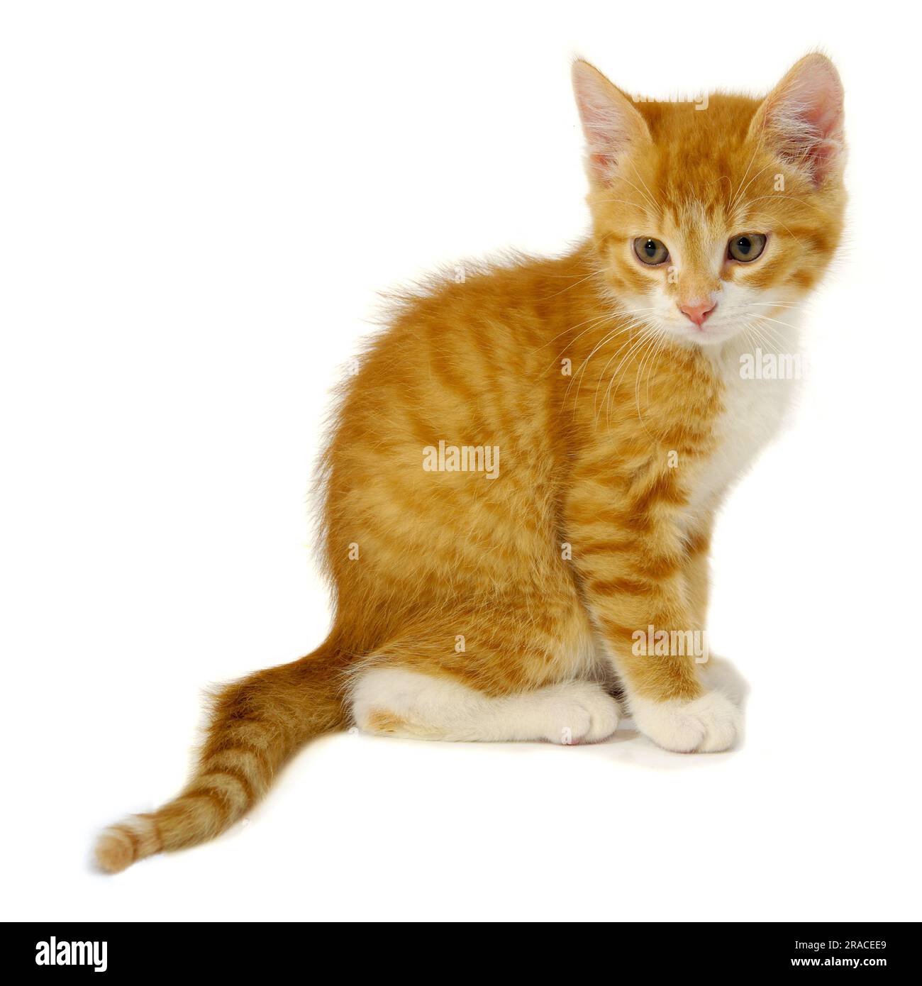 Red cat kitten is sitting on a white background Stock Photo - Alamy