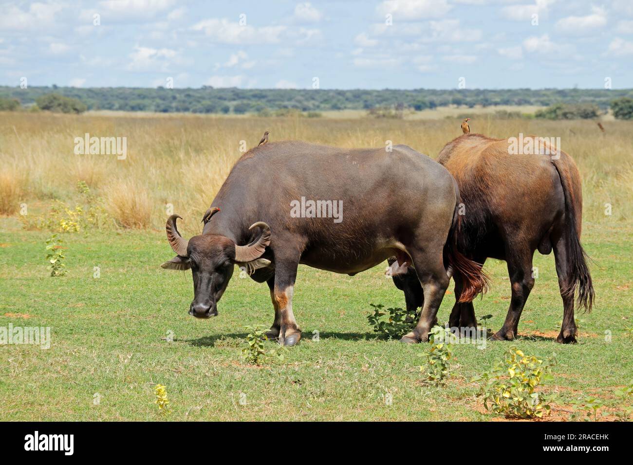 Asian animal hi-res stock photography and images - Alamy