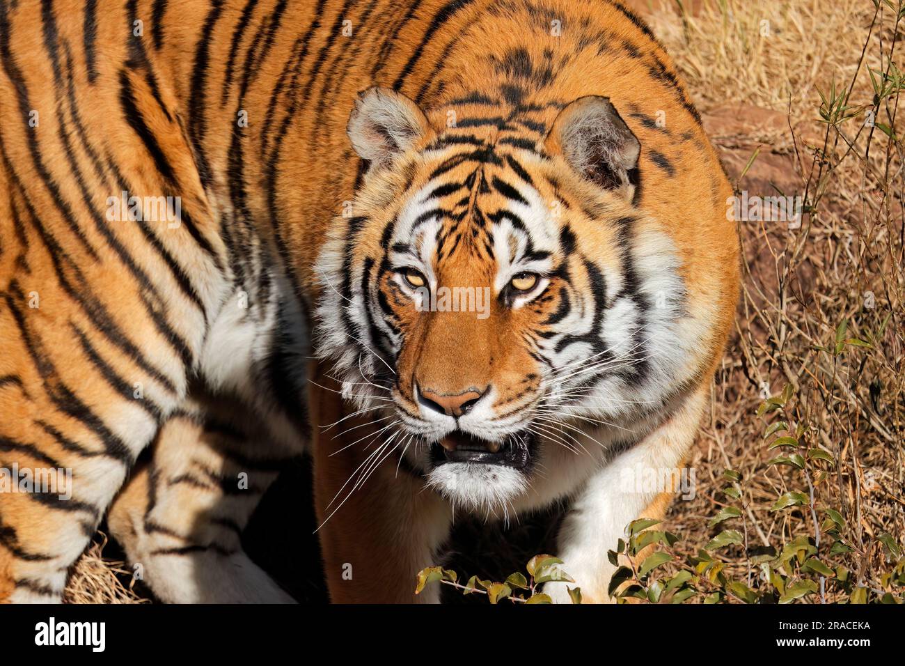 Panthera Tigris Habitat