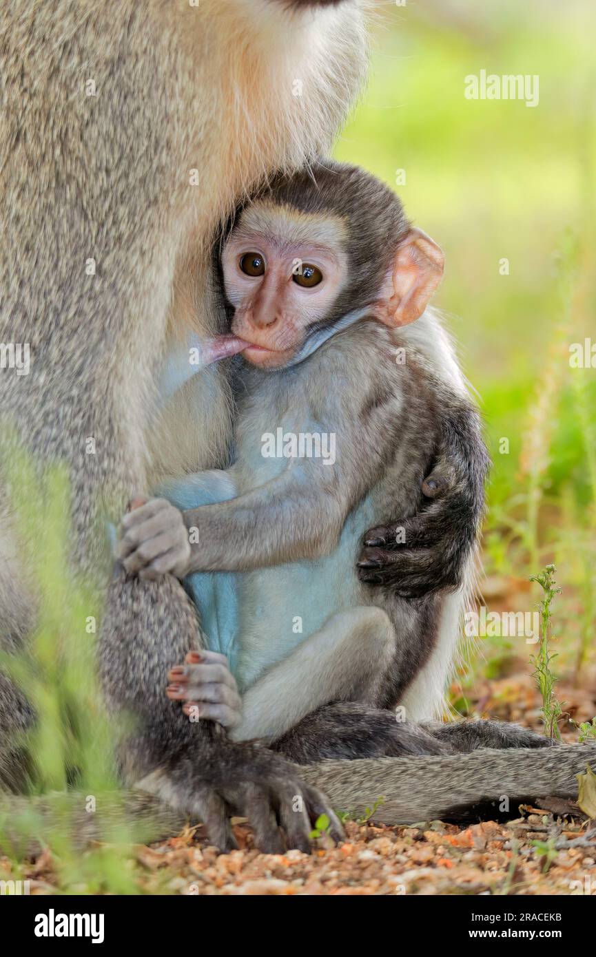 Suckling baby vervet monkey (Cercopithecus aethiops), Kruger National ...