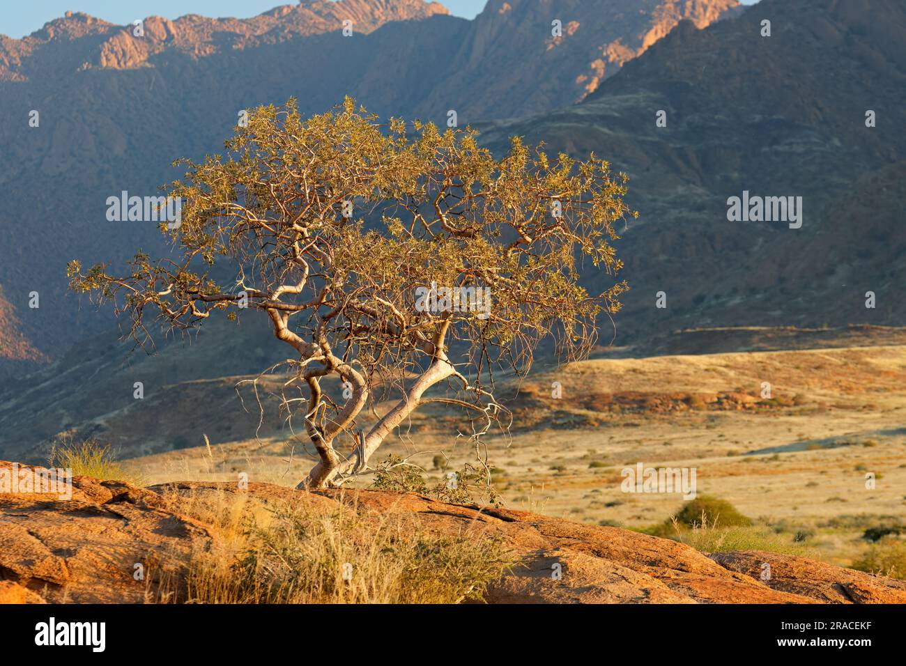 Desert landscape with a tree on a rock, Brandberg mountain, Namibia ...