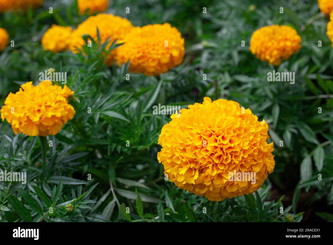 Tagetes erecta flowers in hi-res stock photography and images - Alamy