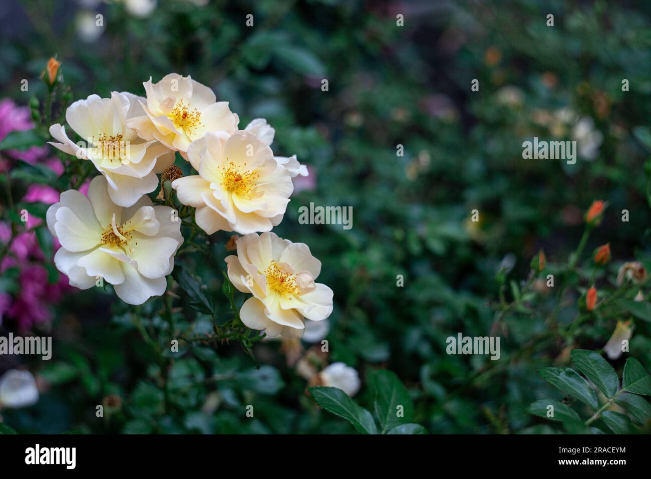 Beautiful fresh musk rose. Rosa moschata flowers in early summer Stock ...
