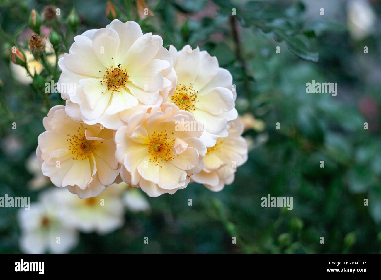 Beautiful fresh musk rose. Rosa moschata flowers in early summer Stock ...