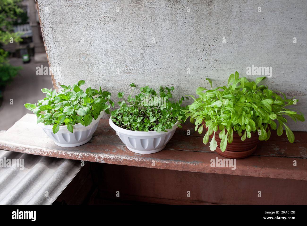 Various edible greens grow in pots on the balcony. Growing healthy ...
