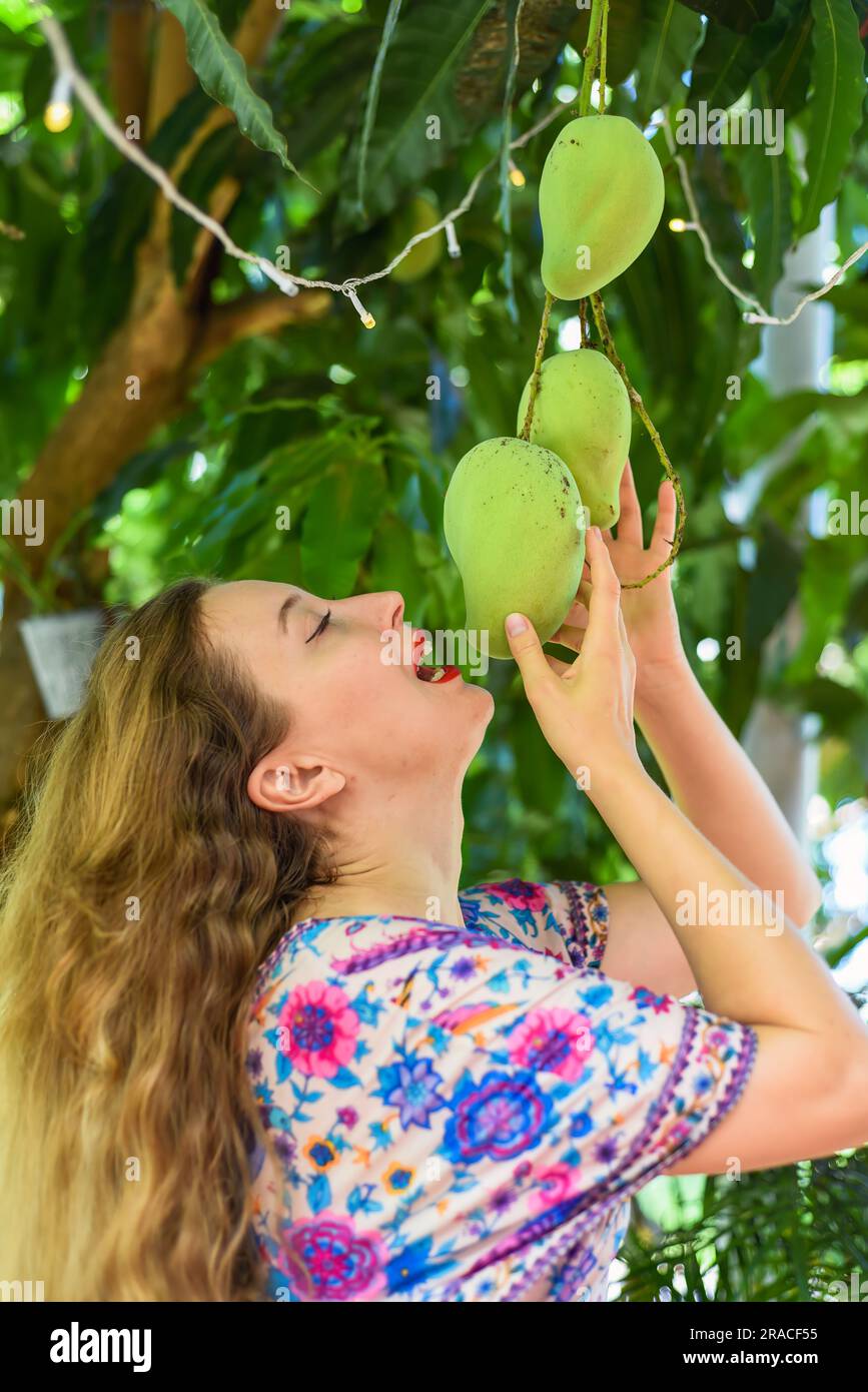 Blonde beautiful woman touching growing mango fruit from the tree Stock ...