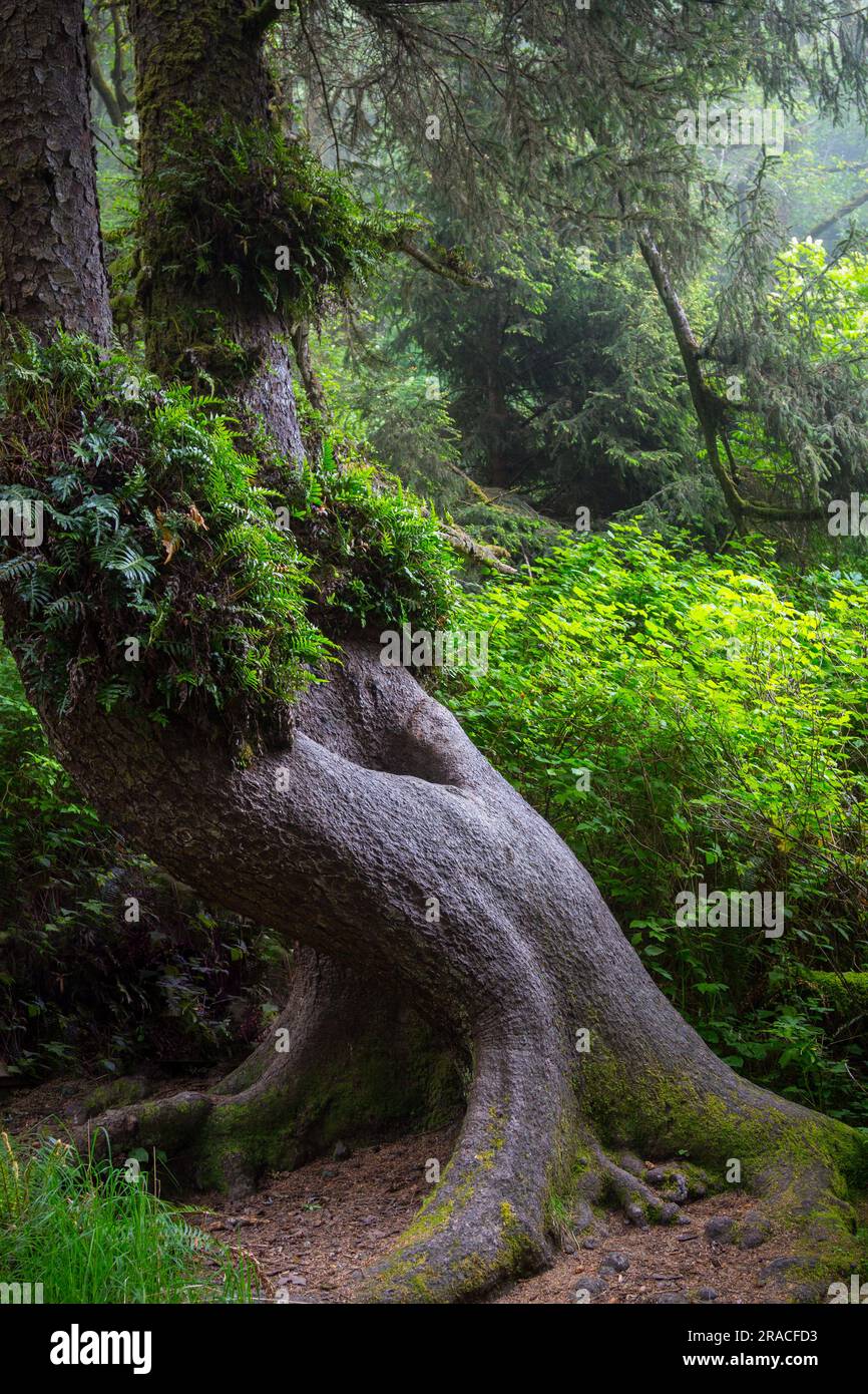 Tree in forest nature cool hi-res stock photography and images - Alamy
