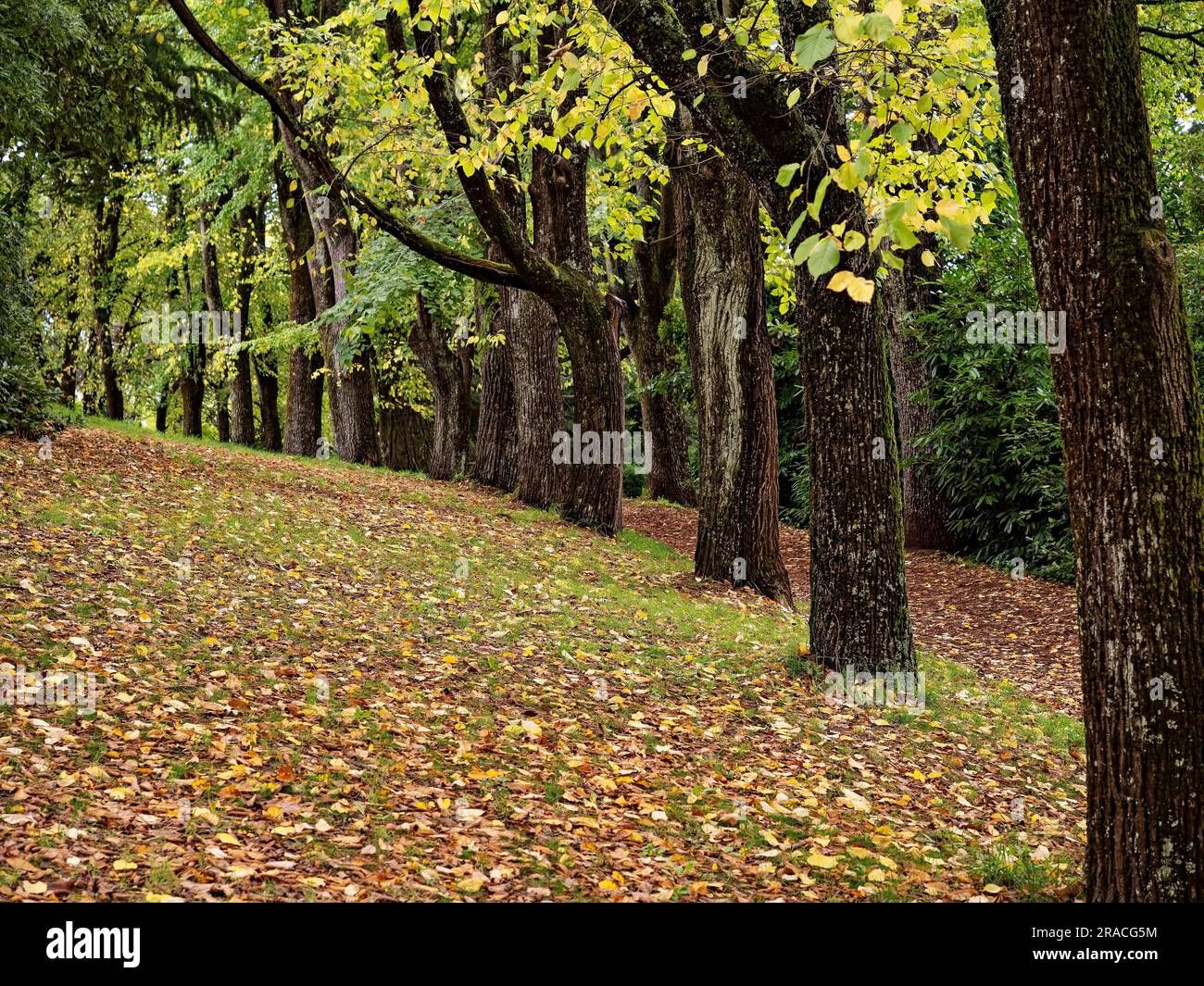 Daylesford Australia / Autumn colour and English Elm Trees in ...