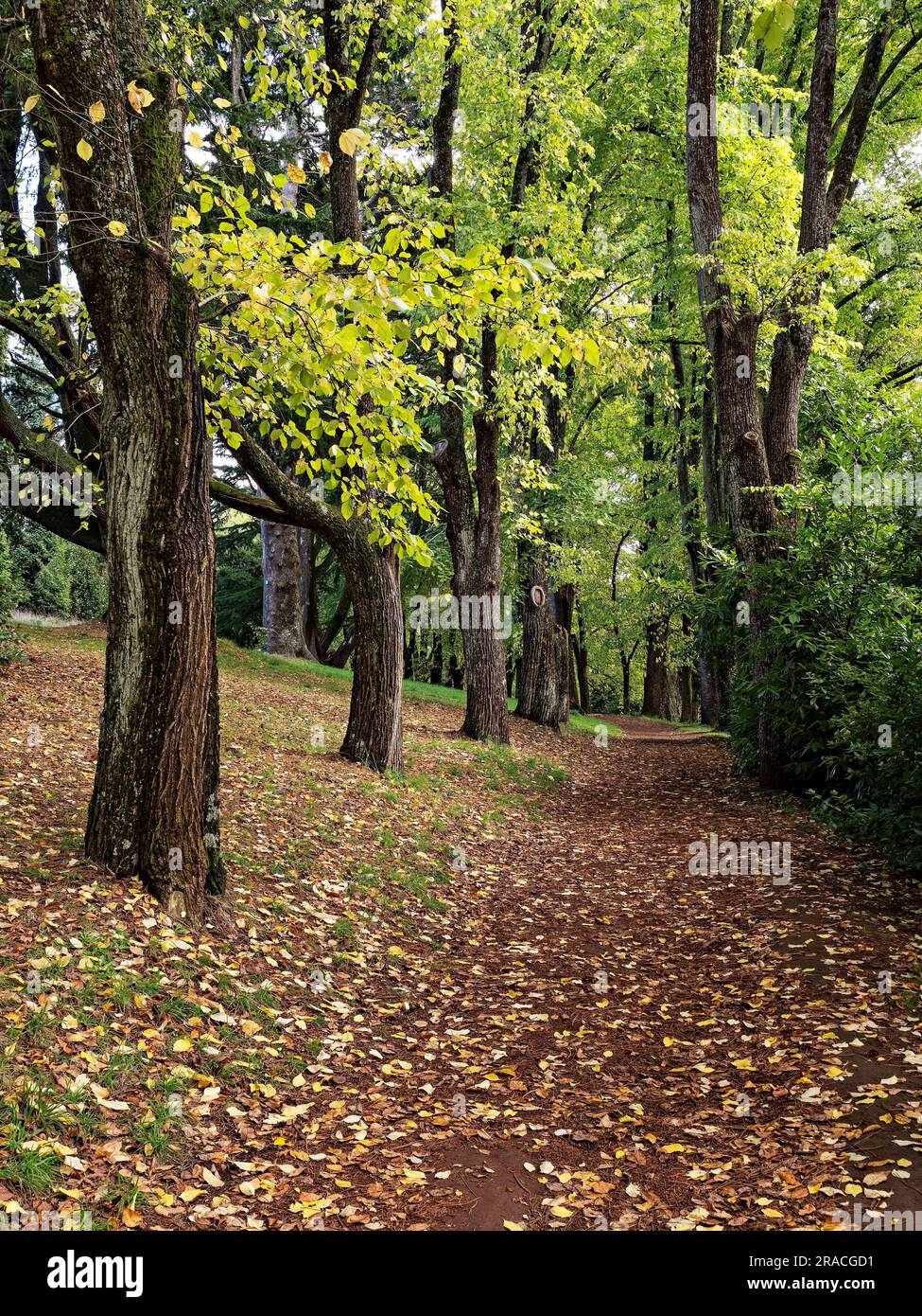 Daylesford Australia / Autumn colour and English Elm Trees in ...