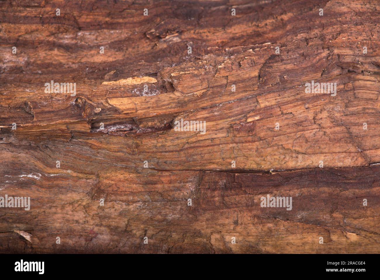 texture of bark wood use as natural background Stock Photo - Alamy