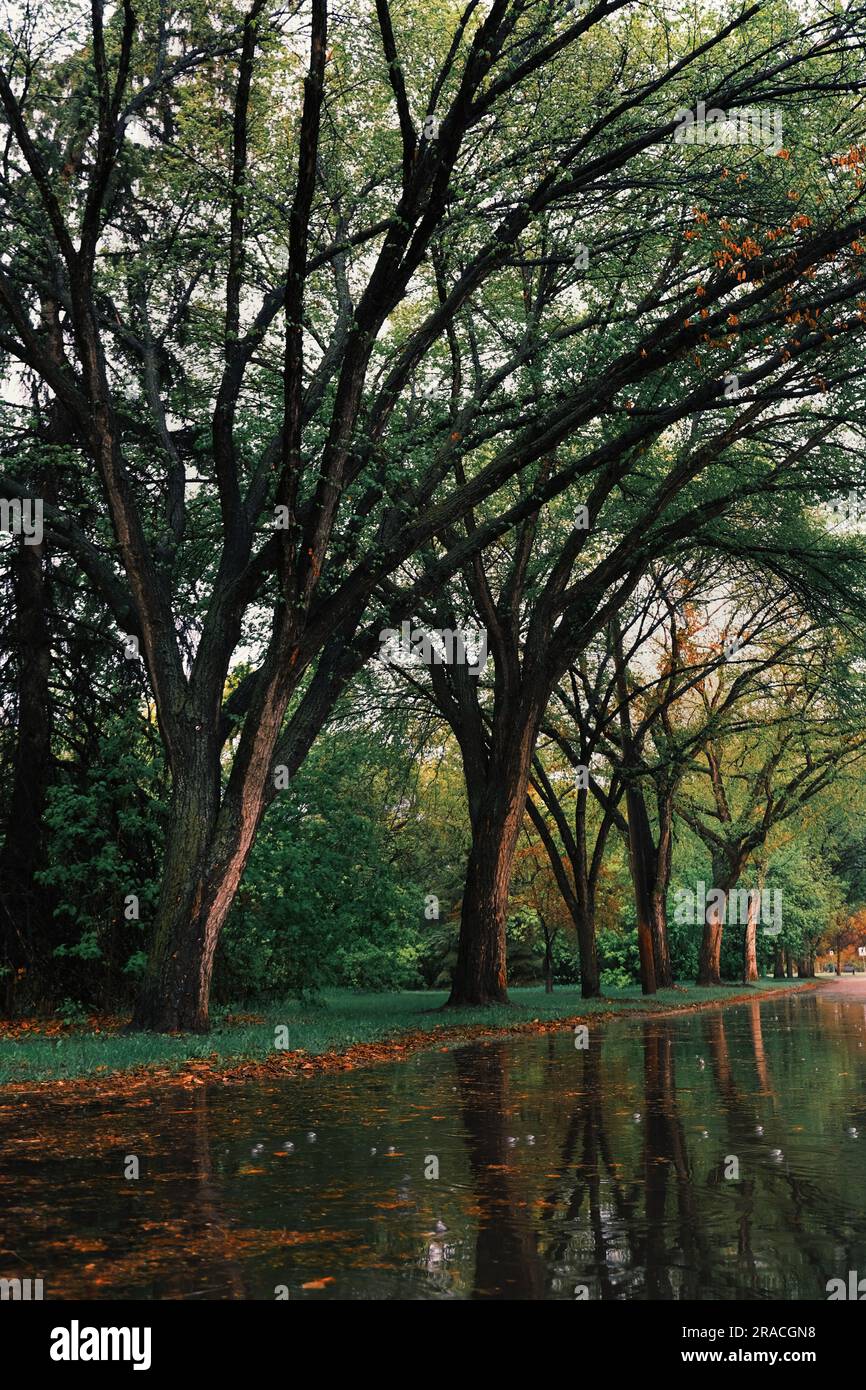 Trees After a Rain Storm Stock Photo - Alamy