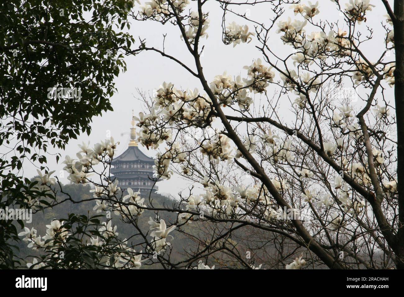 Leifeng Pagoda as seen through cherry blossoms in Hangzhou China Stock Photo - Alamy