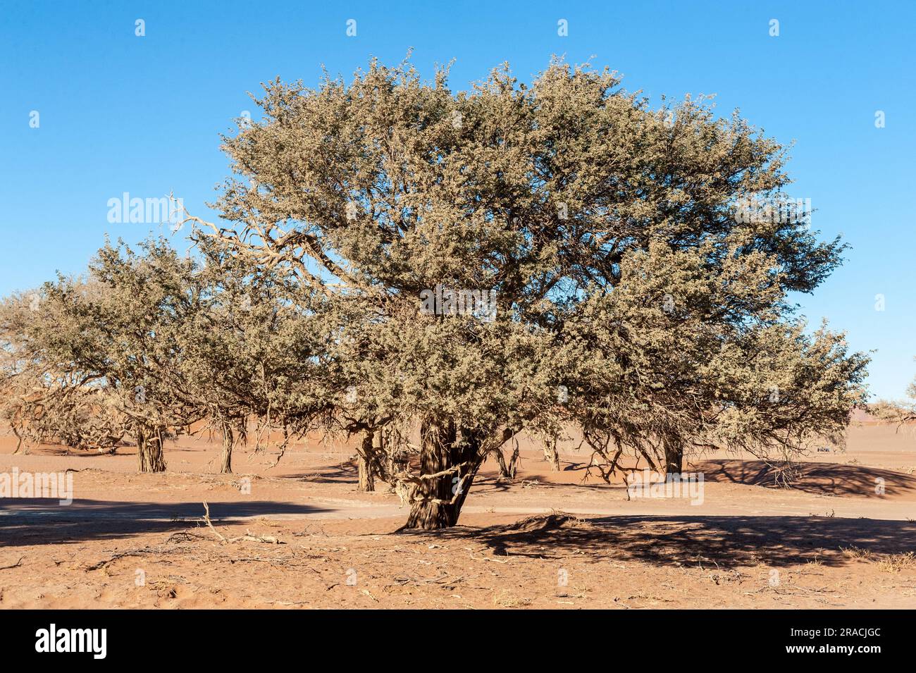 Landscape shot of the sand dunes and scattered trees near Sossusvlei ...