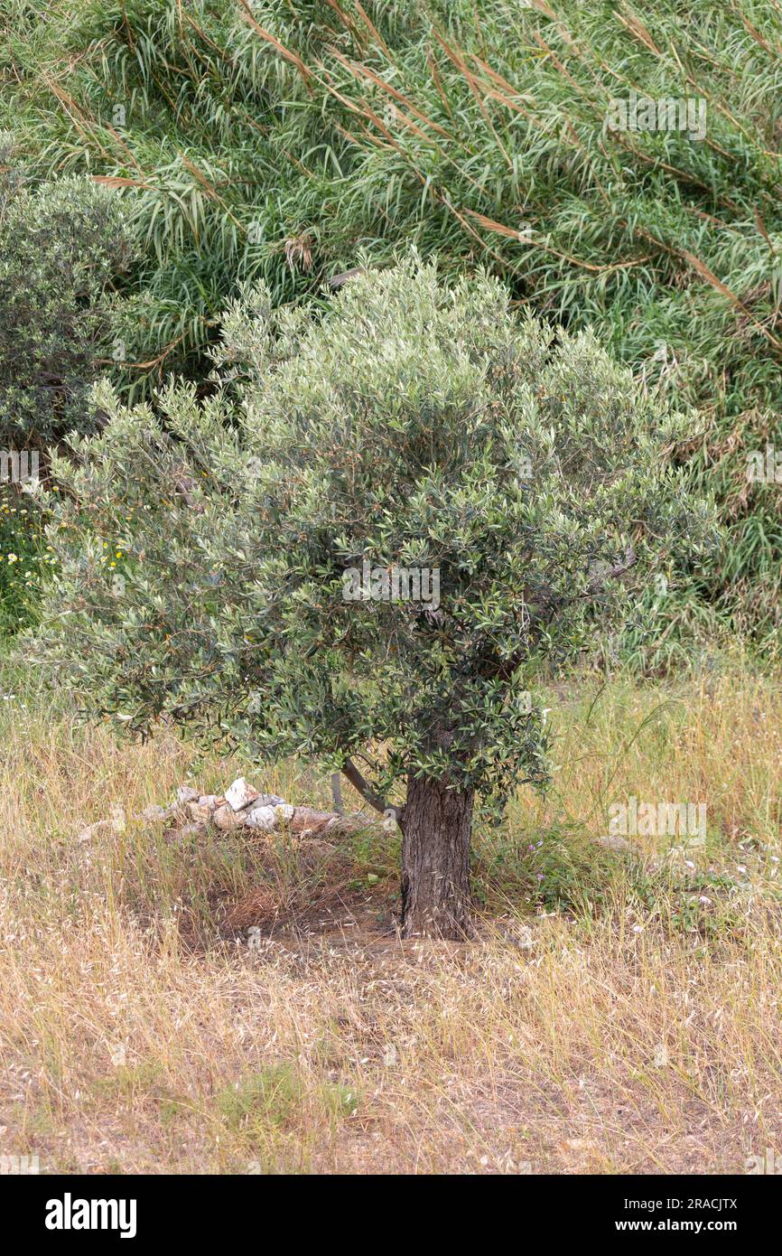 One olive tree hi-res stock photography and images - Alamy