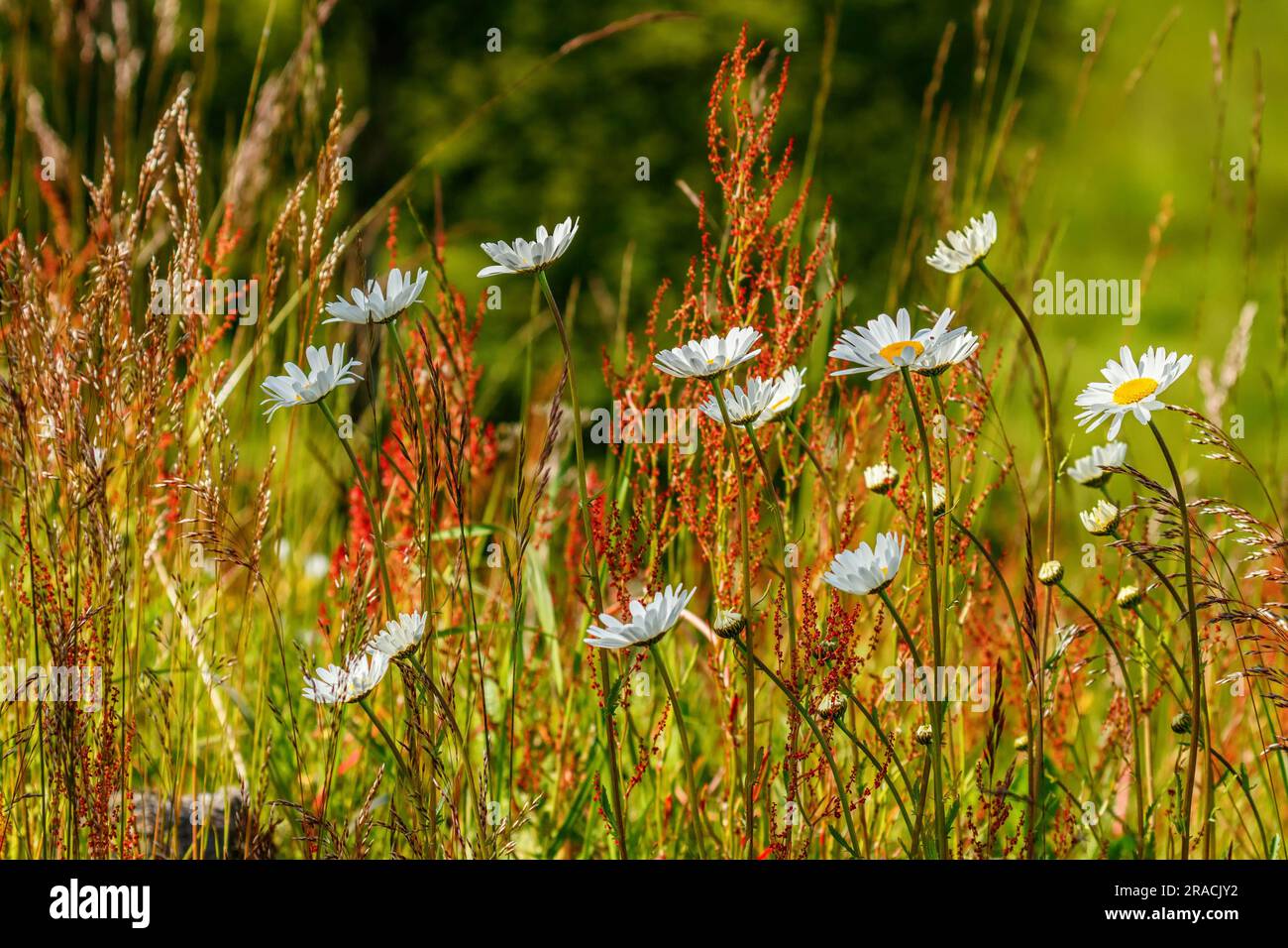 Oxeye daisy low angle hi-res stock photography and images - Alamy