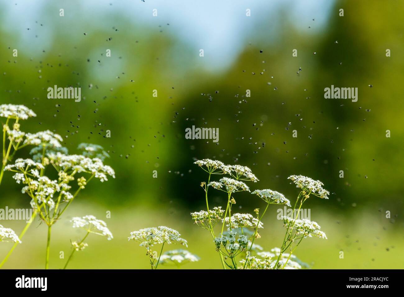 Swarming insects locusts hi-res stock photography and images - Alamy